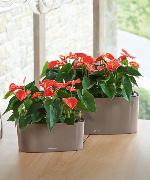 flower pots Nairobi - Add a burst of color to your living room